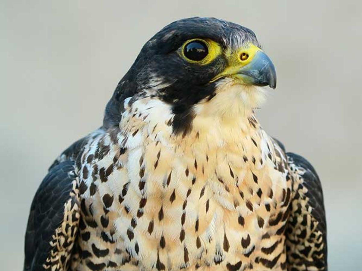 Halcón peregrino Descripción distribución comportamiento