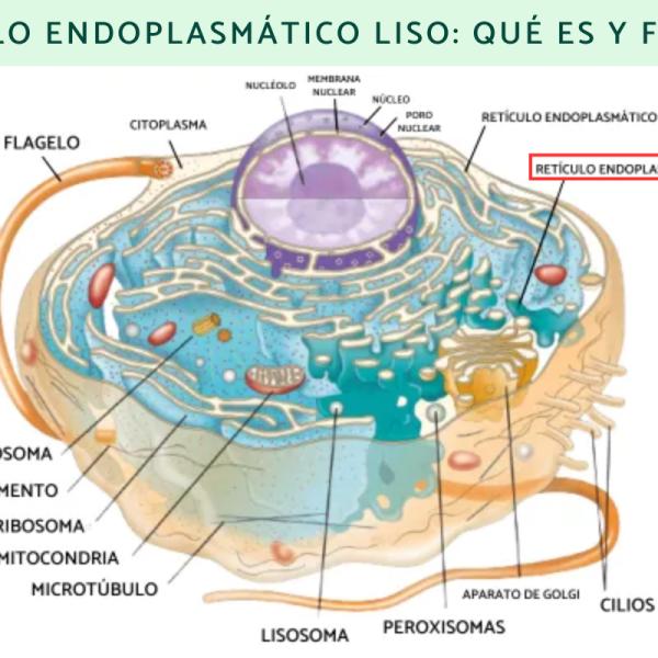 Diagrama Do Reticulo Endoplasmatico