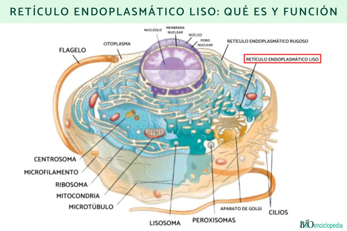 Retículo endoplasmático liso: qué es, función, estructura y diferencia con el rugoso - Resumen