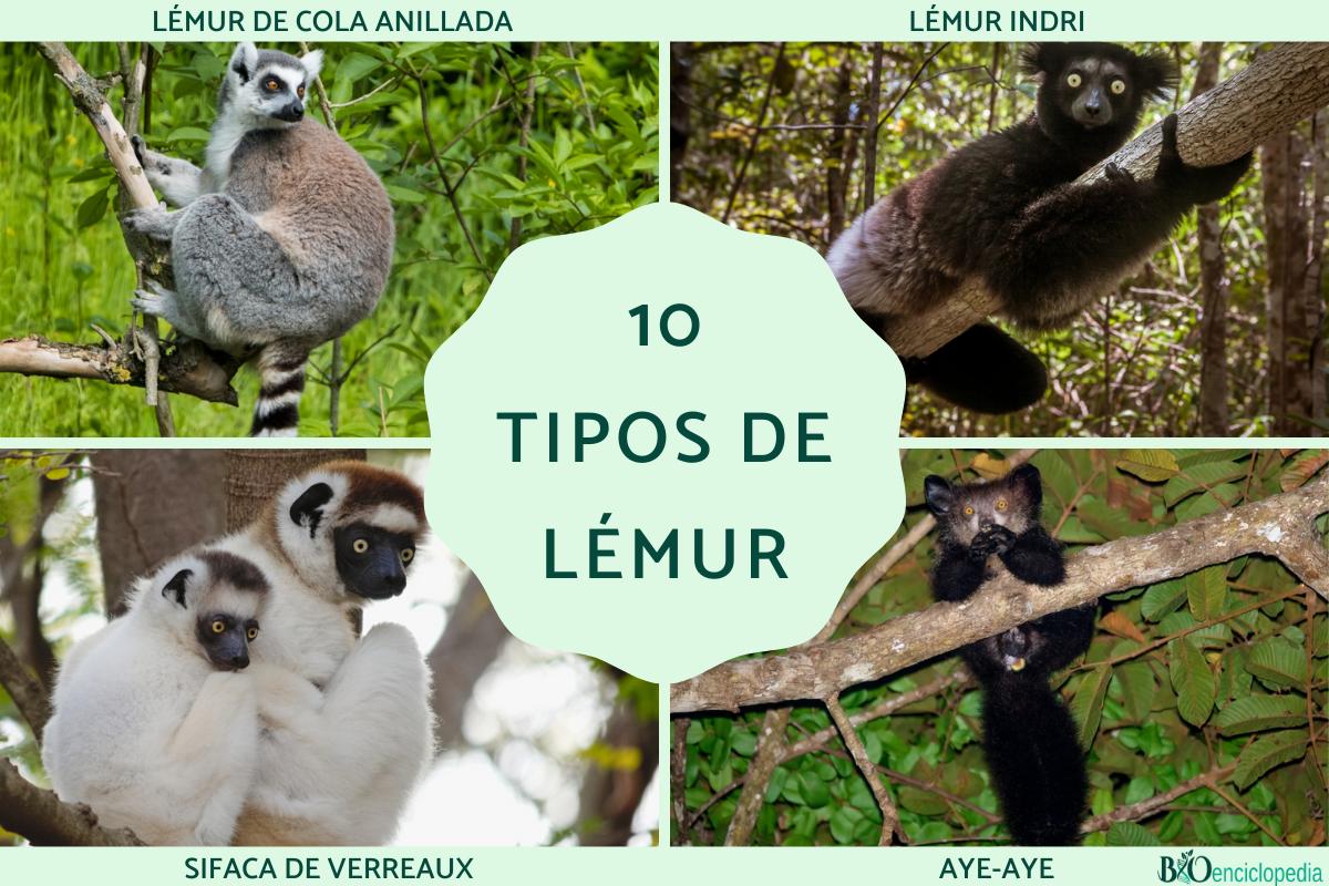 10 tipos de lémur - Nombres y fotos
