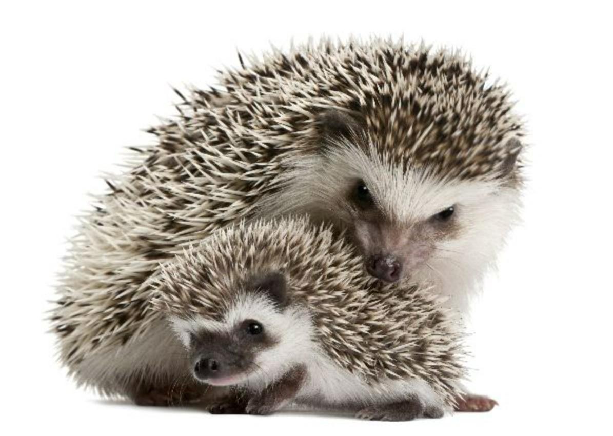 Erizo (Erinaceinae) - Características, hábitat y alimentación