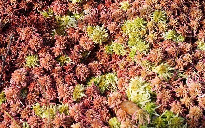 Briofitas: características, tipos y descripción