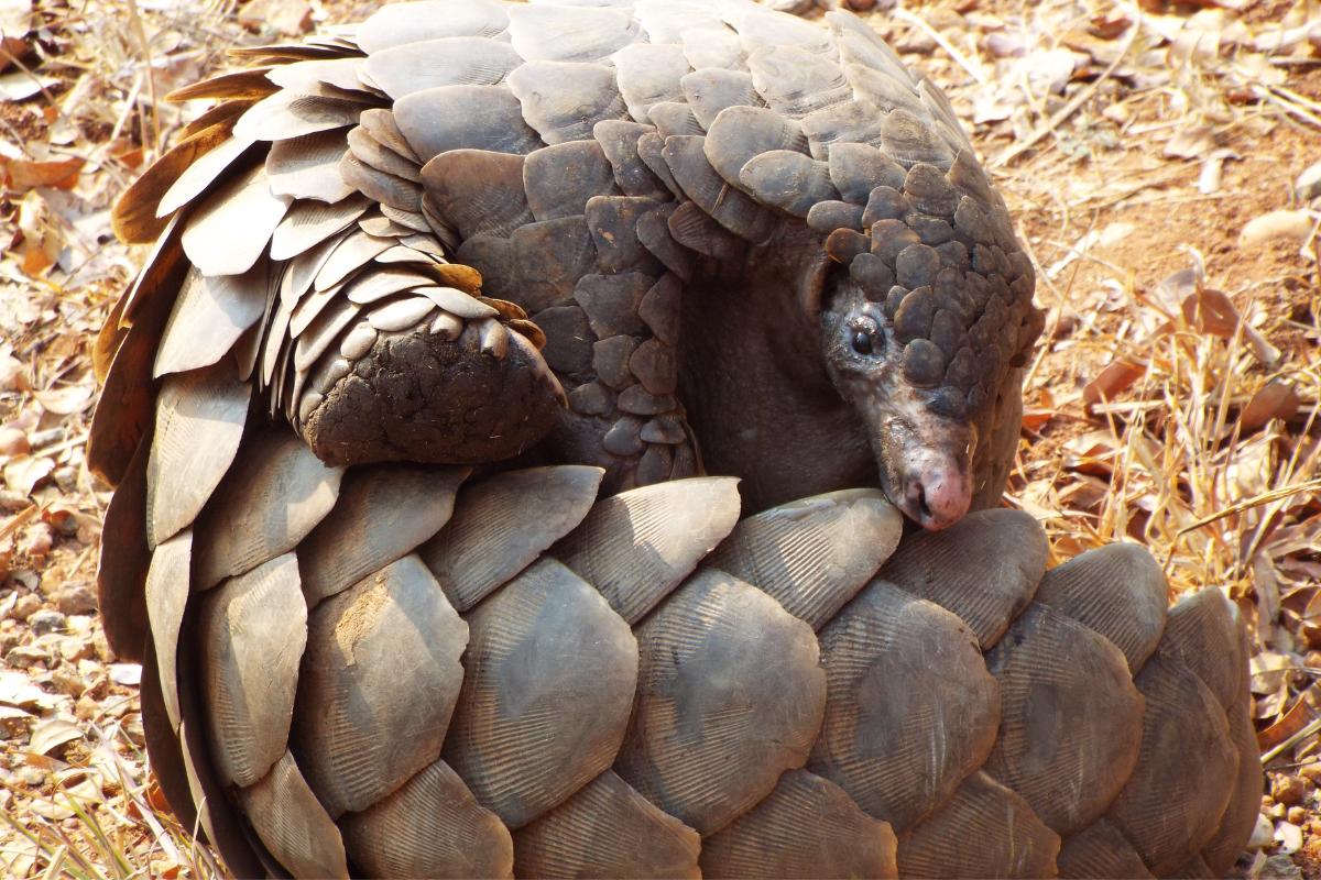 Pangolín gigante - Características, dónde vive y alimentación