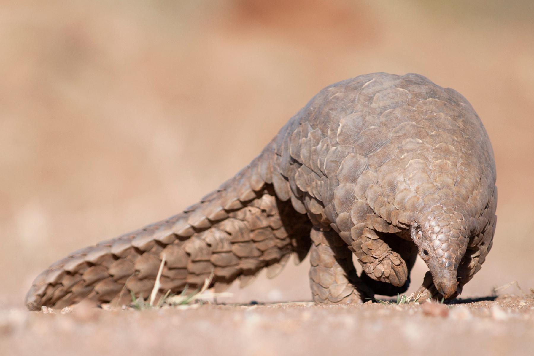Pangolín gigante - Características, dónde vive y alimentación