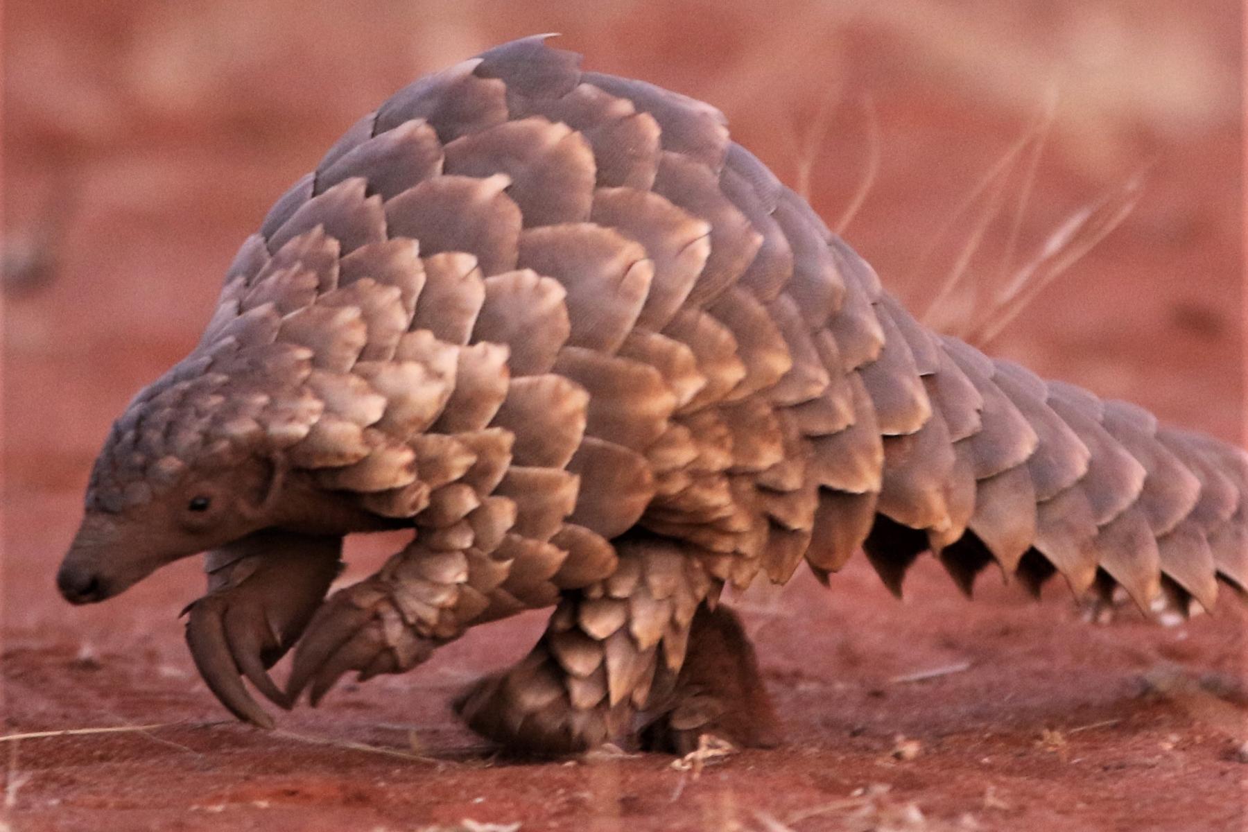 Pangolín gigante - Características, dónde vive y alimentación