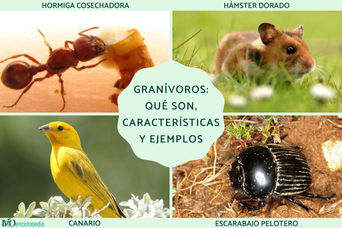 Granívoros: qué son, características y ejemplos - Resumen