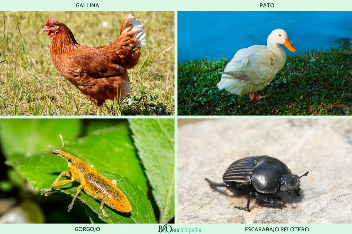 Granívoros: qué son, características y ejemplos - Resumen