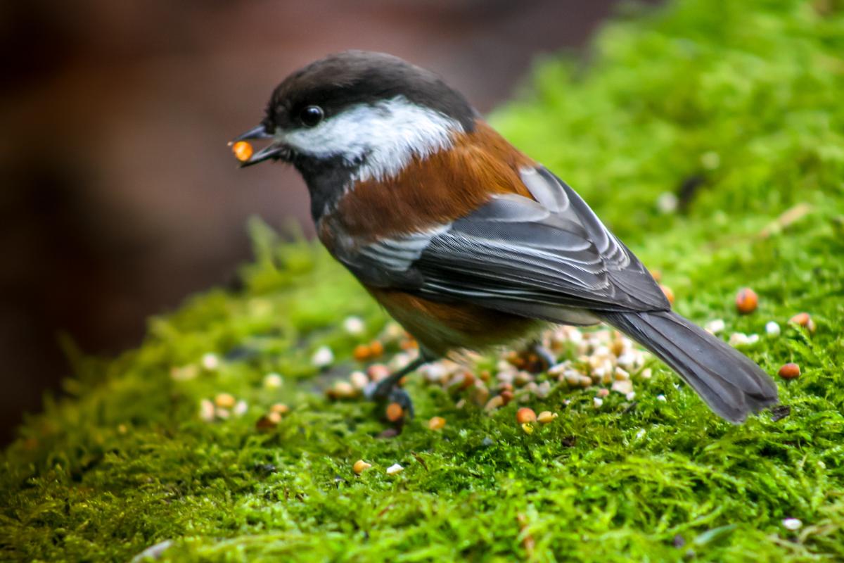 Granívoros: qué son, características y ejemplos - Resumen