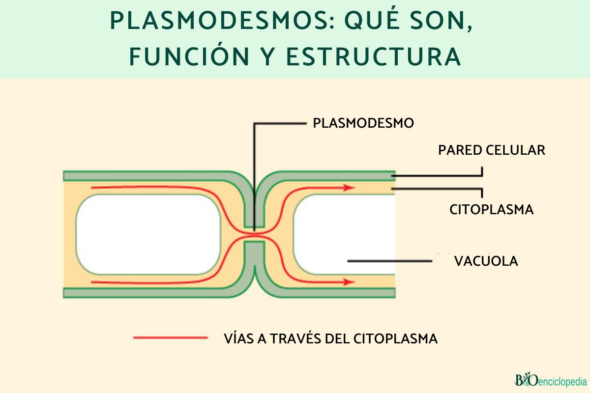 Plasmodesmos: qué son, función y estructura - Resumen