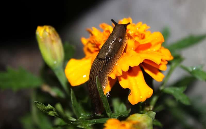 La Babosa - Características, reproducción y tipos