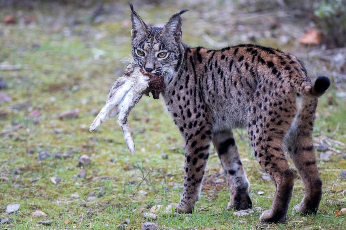 Lince ibérico o Lynx pardinus - Características, hábitat, alimentación ...
