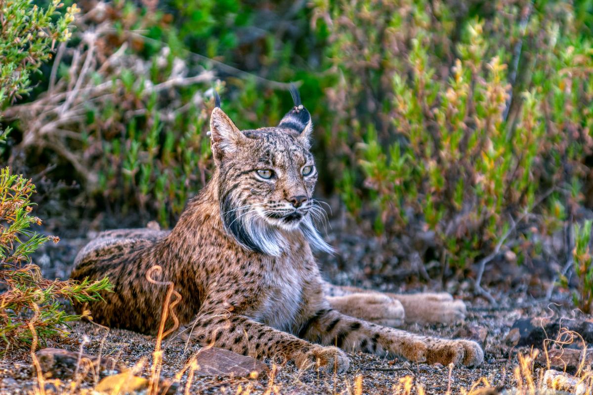 Lince ibérico o Lynx pardinus - Características, hábitat, alimentación ...