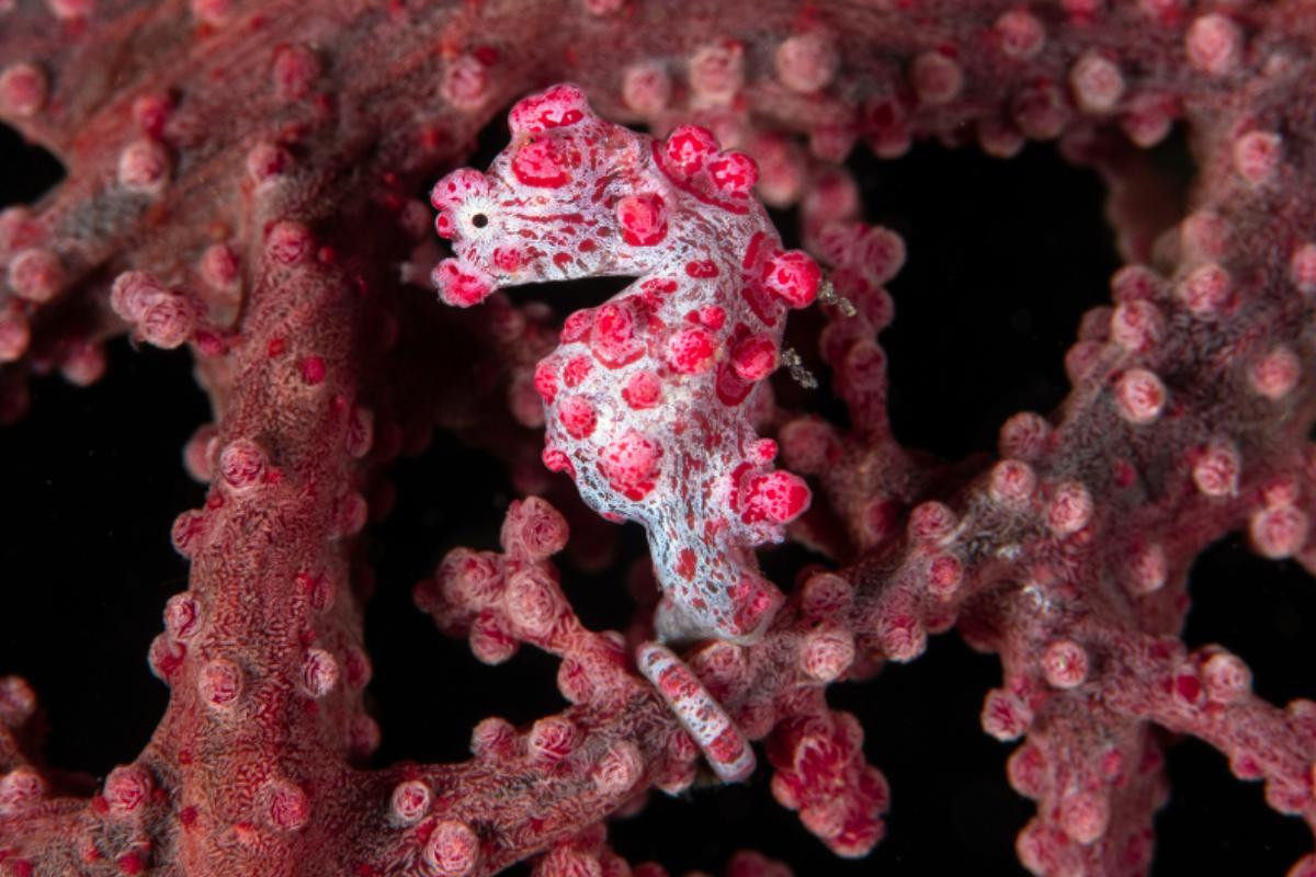 Caballito de mar pigmeo - Características, tamaño, camuflaje y dónde vive