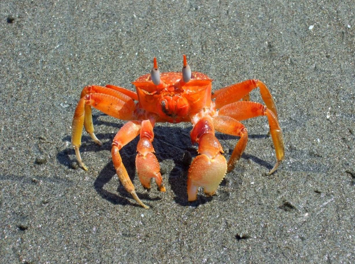 Cangrejo fantasma - Características, dónde vive y alimentación