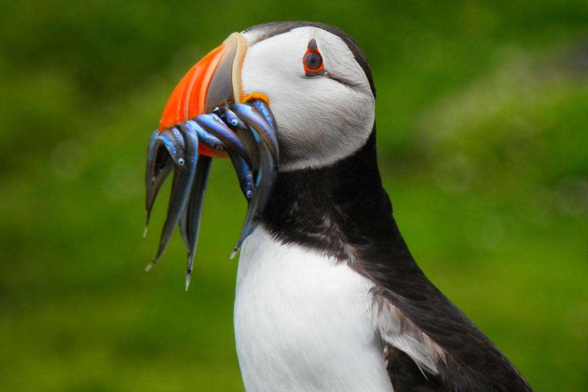 Frailecillo atlántico o Fratercula arctica - Tamaño, dónde vive ...