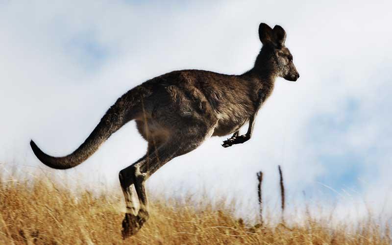 Canguro - Descripción, comportamiento, alimentación y reproducción