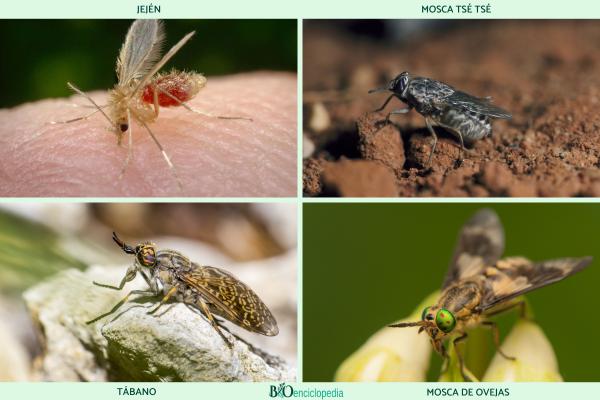 ¿Las moscas pican? - Descubre qué especies y cómo evitar una picadura