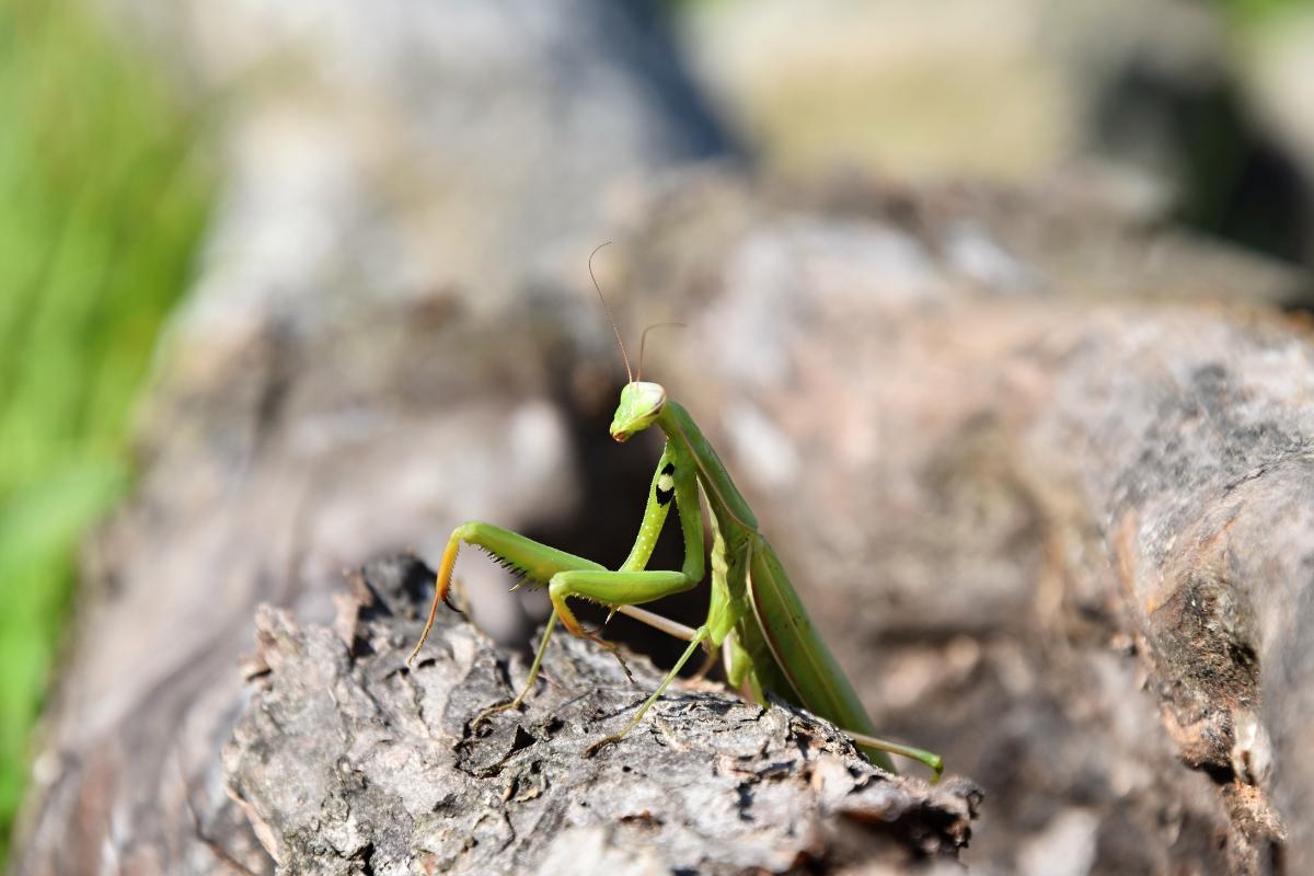Mantis religiosa - Características, dónde vive y alimentación