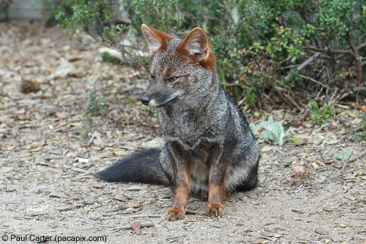 Zorro de Darwin, zorro chilote o Lycalopex fulvipes - Características ...