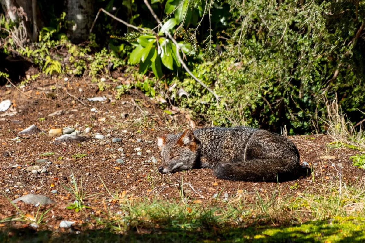 Zorro de Darwin, zorro chilote o Lycalopex fulvipes - Características ...