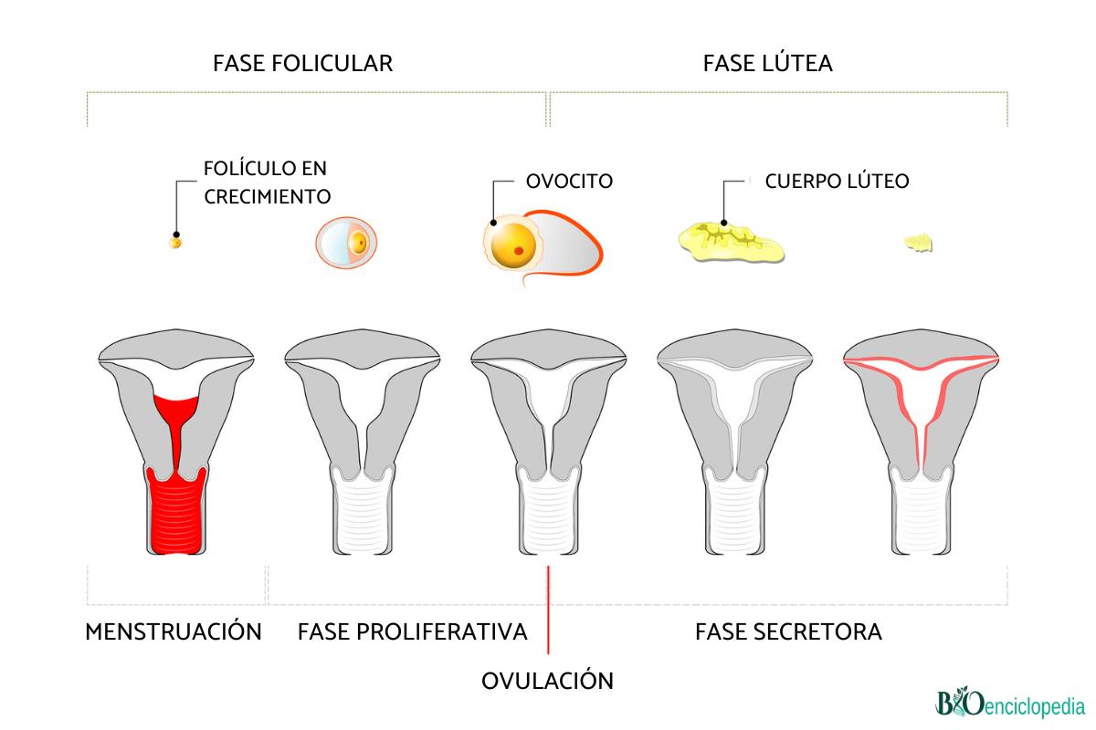 Ciclo menstrual: qué es y fases - Resumen para estudiar