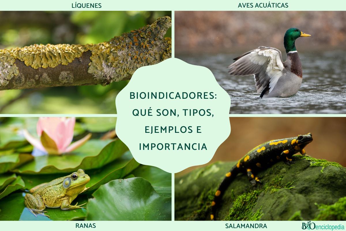 Bioindicadores: qué son, tipos, ejemplos e importancia - Resumen