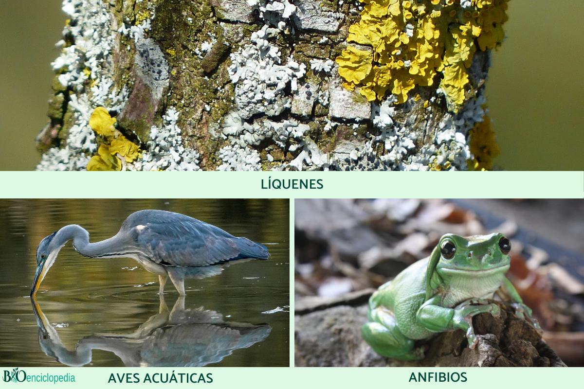 Bioindicadores: qué son, tipos, ejemplos e importancia - Resumen