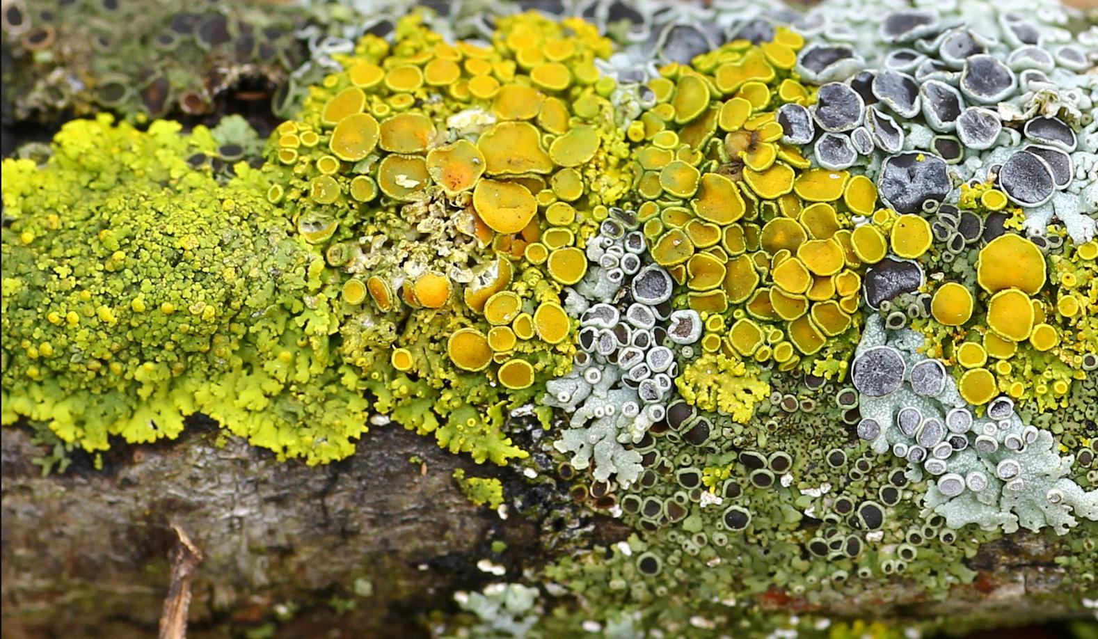 Bioindicadores: qué son, tipos, ejemplos e importancia - Resumen