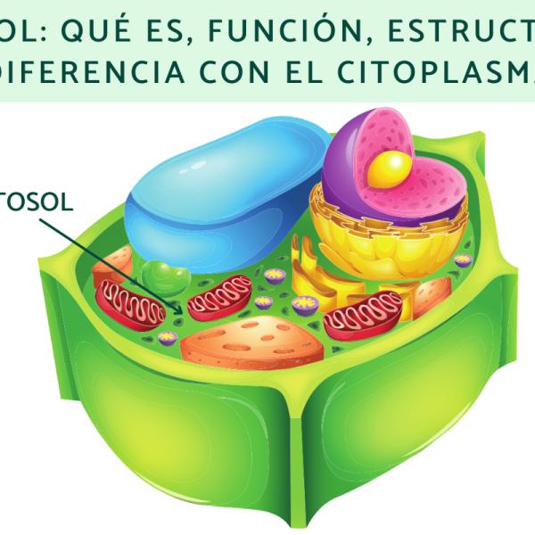 6 Estructuras Celulares Citoplasma Clula Biologa