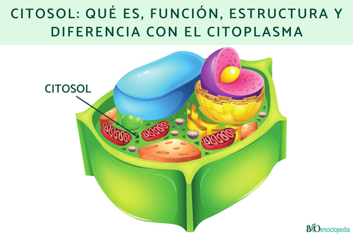 Citosol: qué es, función, estructura y diferencia con el citoplasma ...