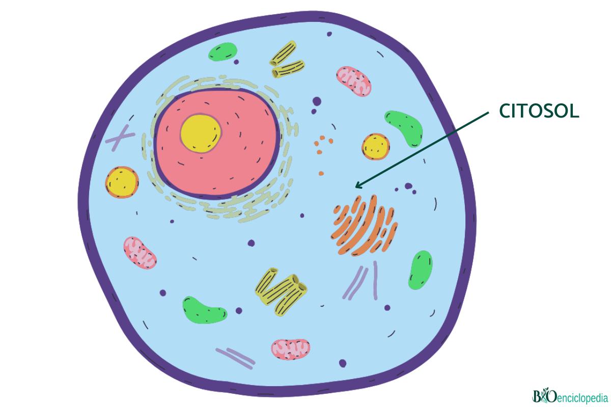 Citosol: qué es, función, estructura y diferencia con el citoplasma - Resumen