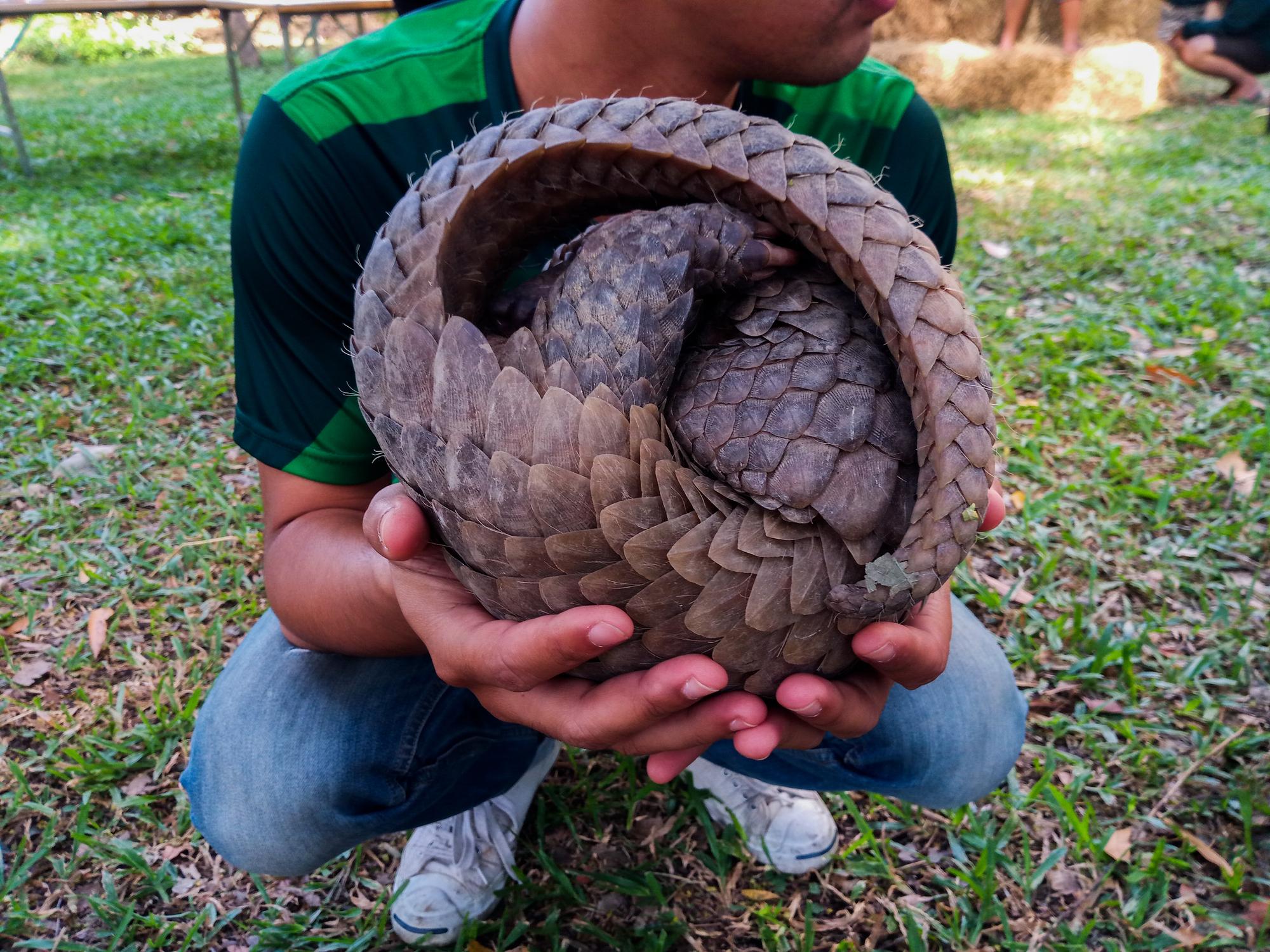 Pangolín chino - Características, dónde vive y alimentación