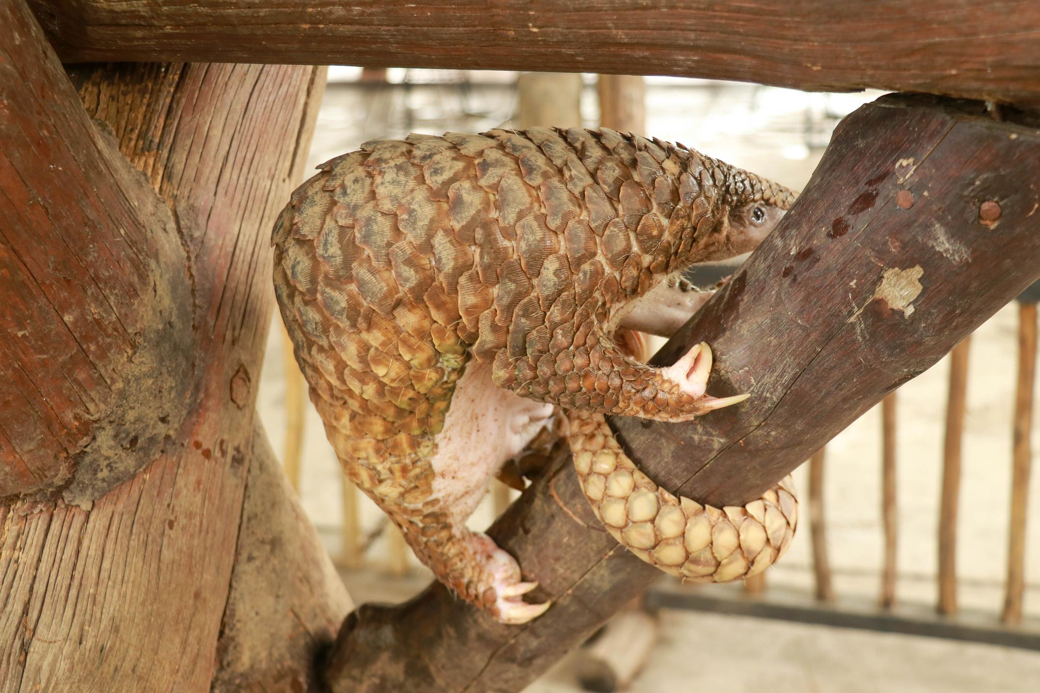 Pangolín chino - Características, dónde vive y alimentación