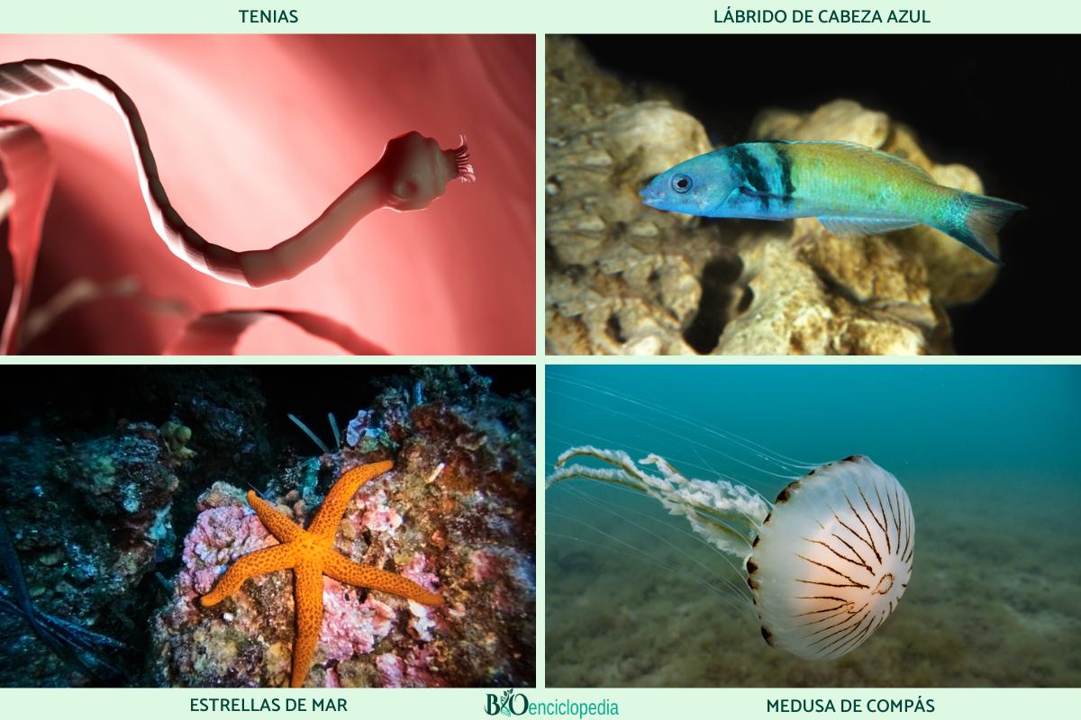 Animales hermafroditas: qué son, reproducción y ejemplos - Resumen