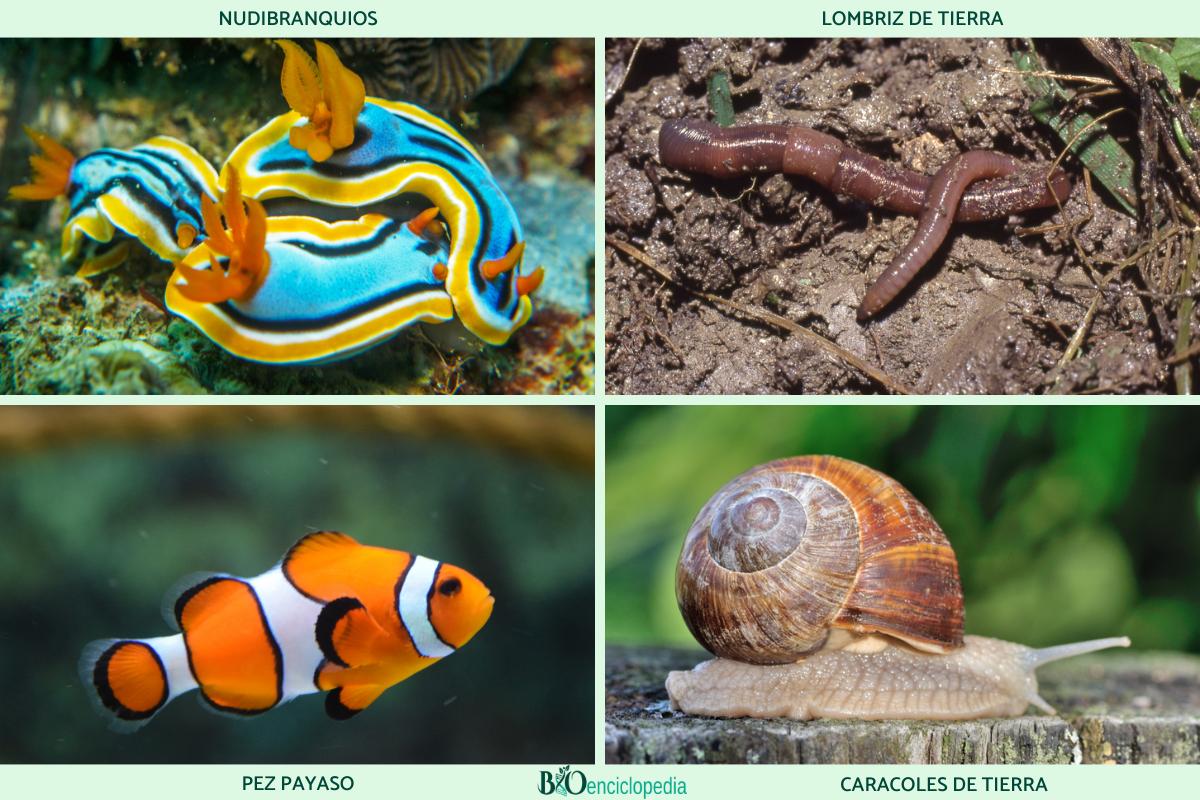 Animales Hermafroditas: Reproducción Y Ejemplos – HDRWPT