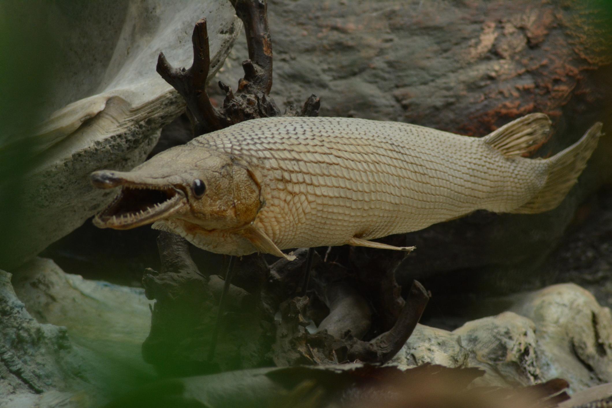 Pez cocodrilo - Características, hábitat y alimentación