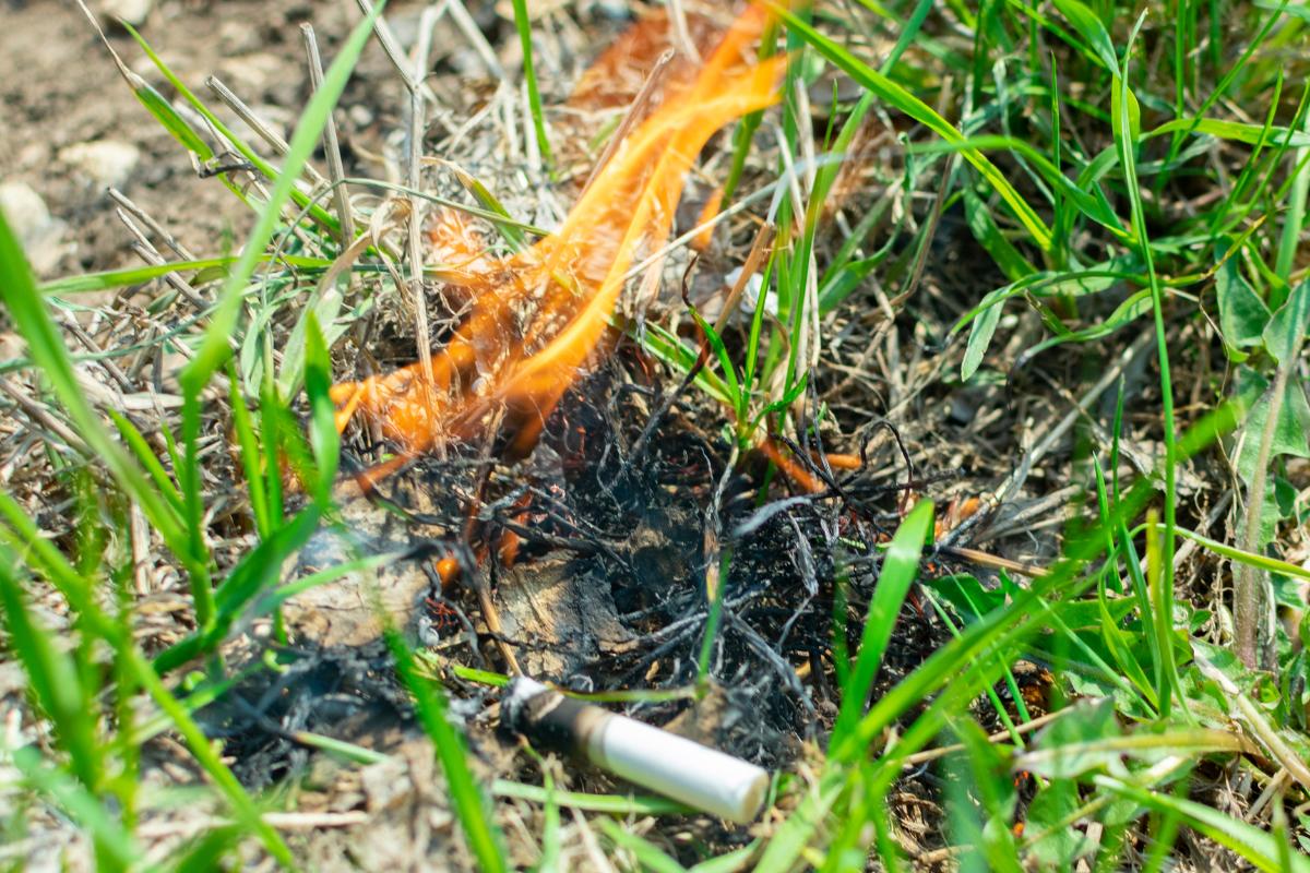 Incendios forestales: qué son, causas y consecuencias - Resumen