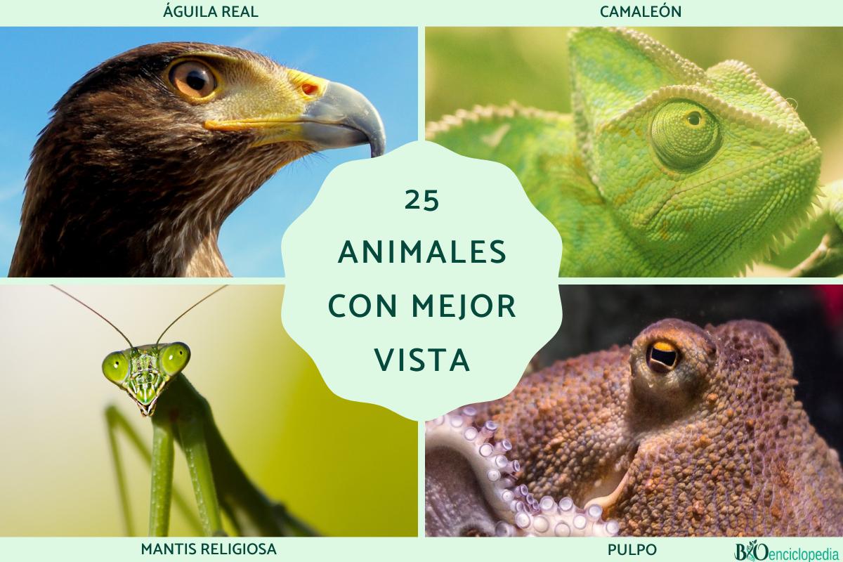 Los 25 animales con mejor vista - Nombres y fotos