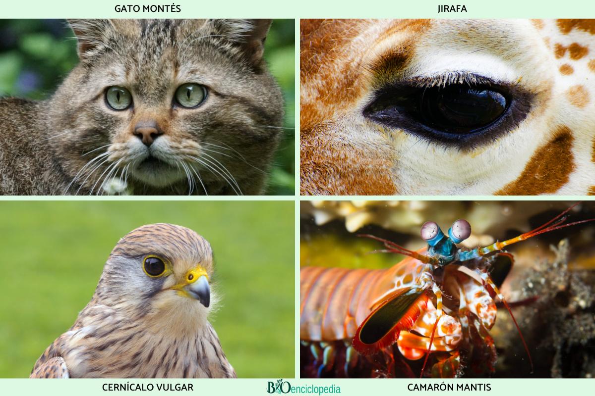 Los 25 animales con mejor vista - Nombres y fotos