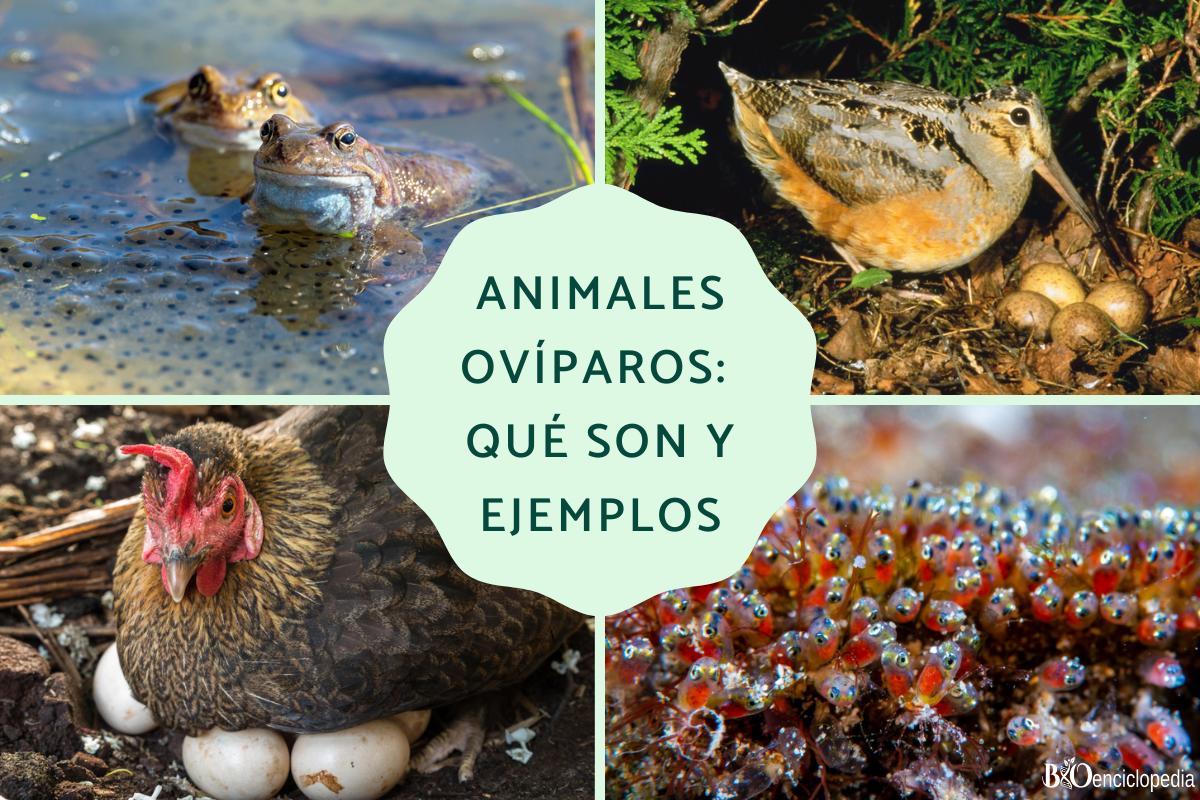 Animales ovíparos: qué son, características, ejemplos y diferencias con los vivíparos