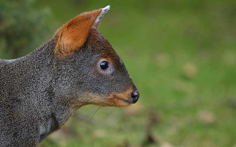 Pudú - Descripción, hábitat, comportamiento y alimentación