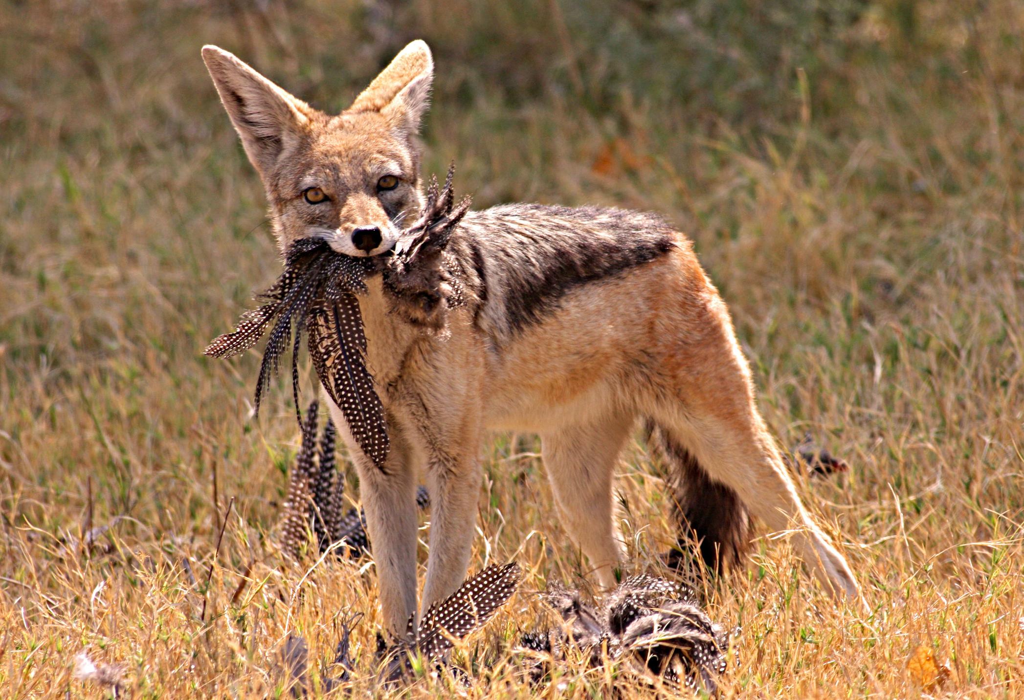 Chacal - Características, hábitat y alimentación