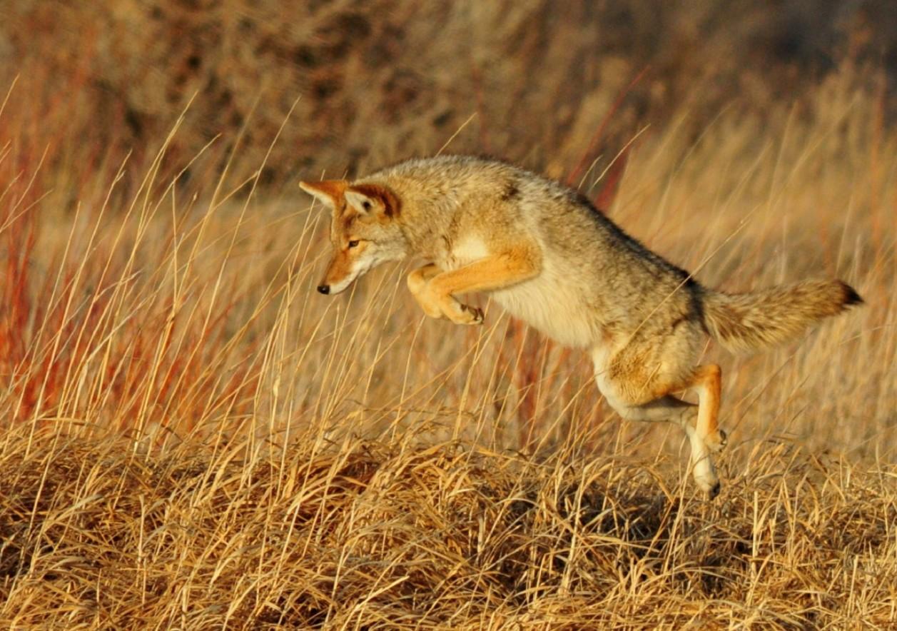 Datos Sobre Los Chacales Y Chacal Dorado (Canis Aureus) · INaturalist