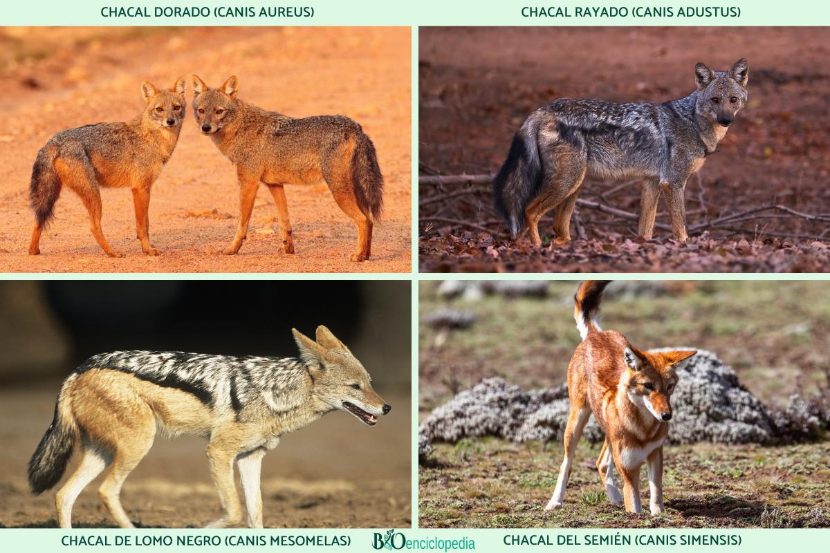 Chacal - Características, hábitat y alimentación