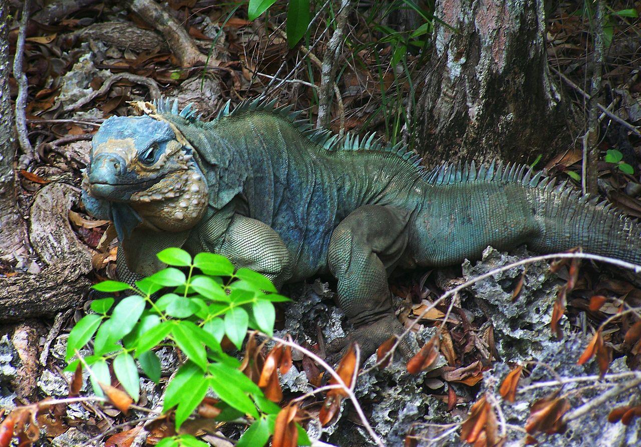 Iguana azul o Cyclura lewisi - Características, dónde vive y alimentación