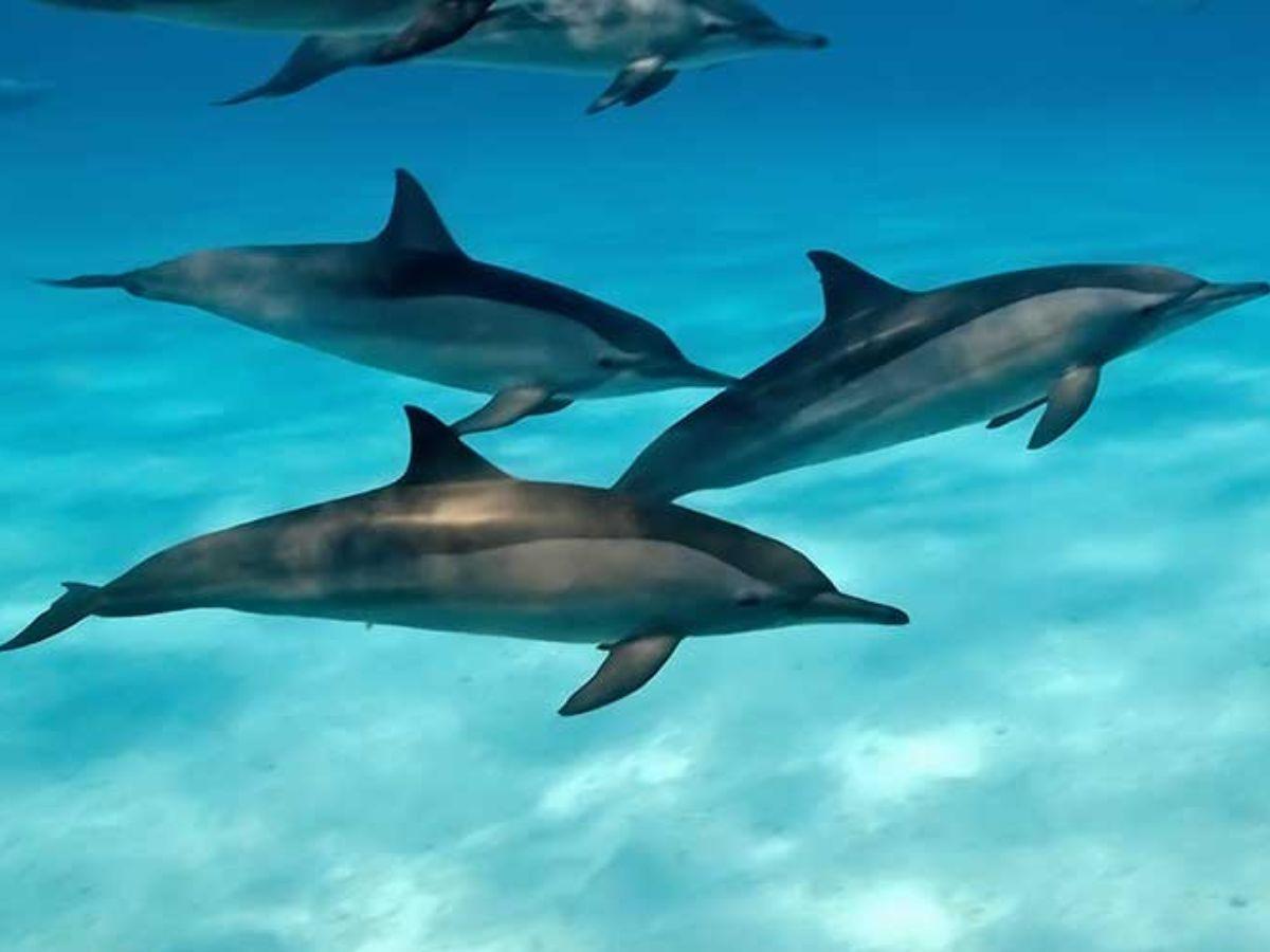 Delfín - Descripción, alimentación, comportamiento y depredadores