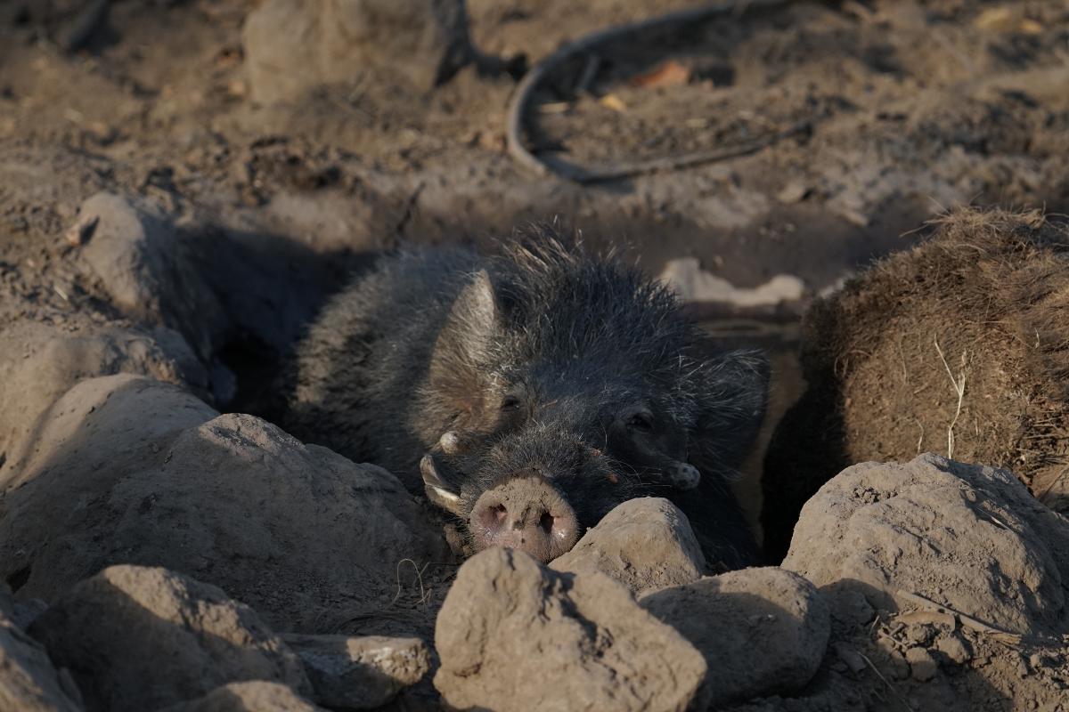 8 tipos de jabalí - Nombres, características y fotos