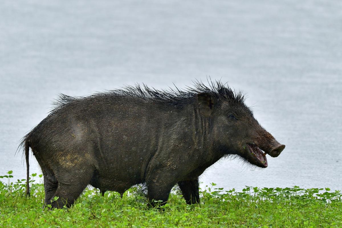 8 tipos de jabalí - Nombres, características y fotos