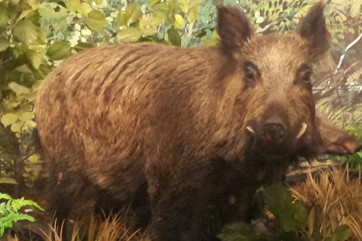 8 tipos de jabalí - Nombres, características y fotos