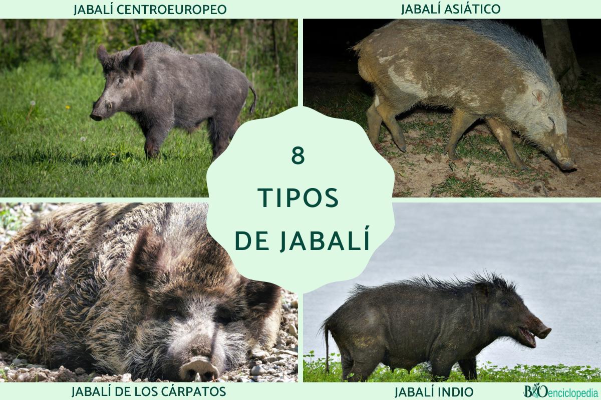 8 tipos de jabalí - Nombres, características y fotos
